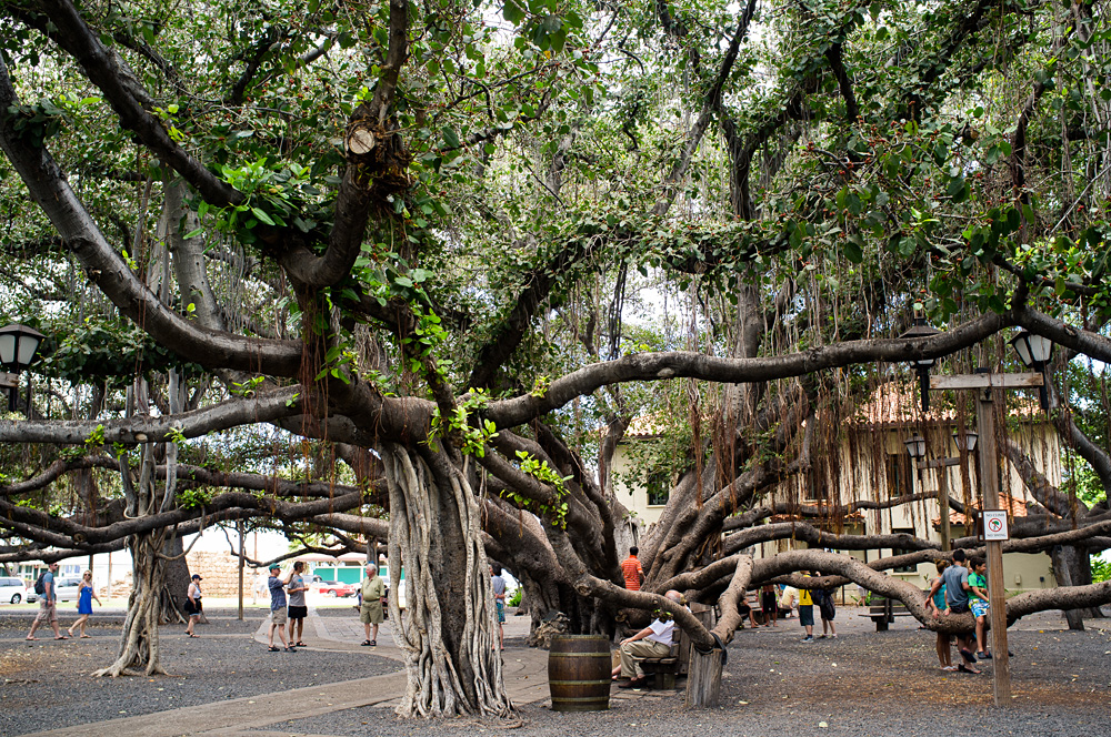 Beautiful Hawaii // Anja Poehlmann - photo and film